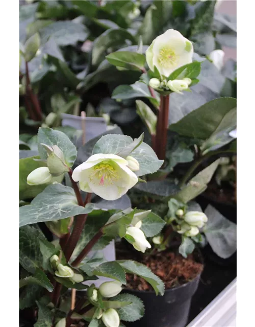 Helleborus 'Moondance' ® , Christrose