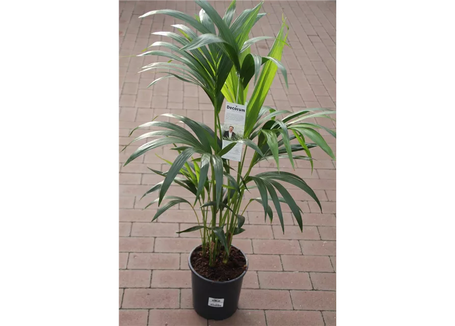 Howeia forsteriana ca.100cm , Kentia - Palme ca. 100cm