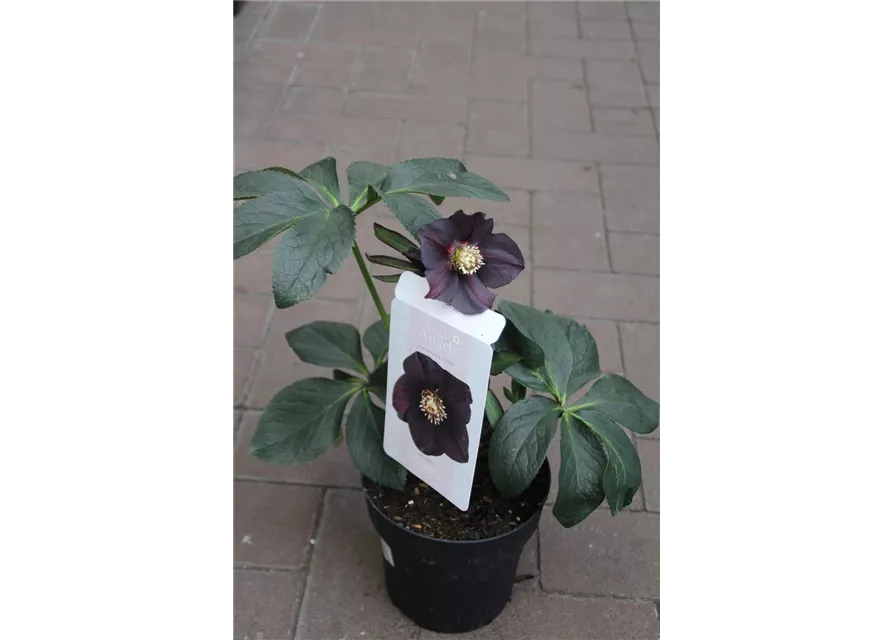 Helleborus Hybride "Abigail", Lenzrose dunkelrot-scharz